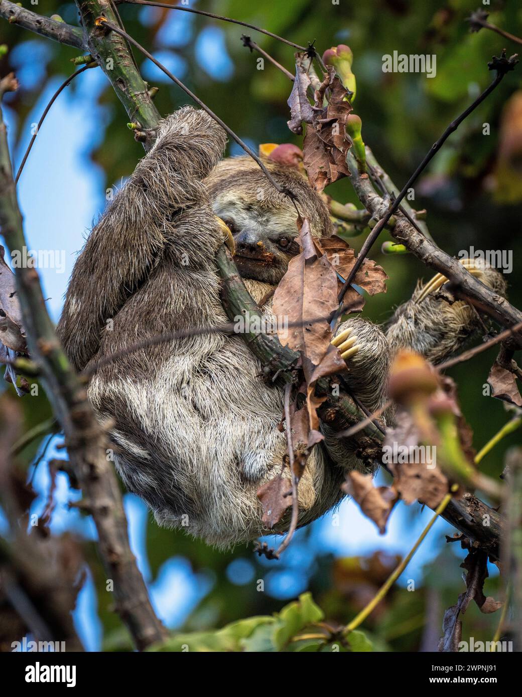 Sloth brazilian rainforest hi-res stock photography and images - Alamy