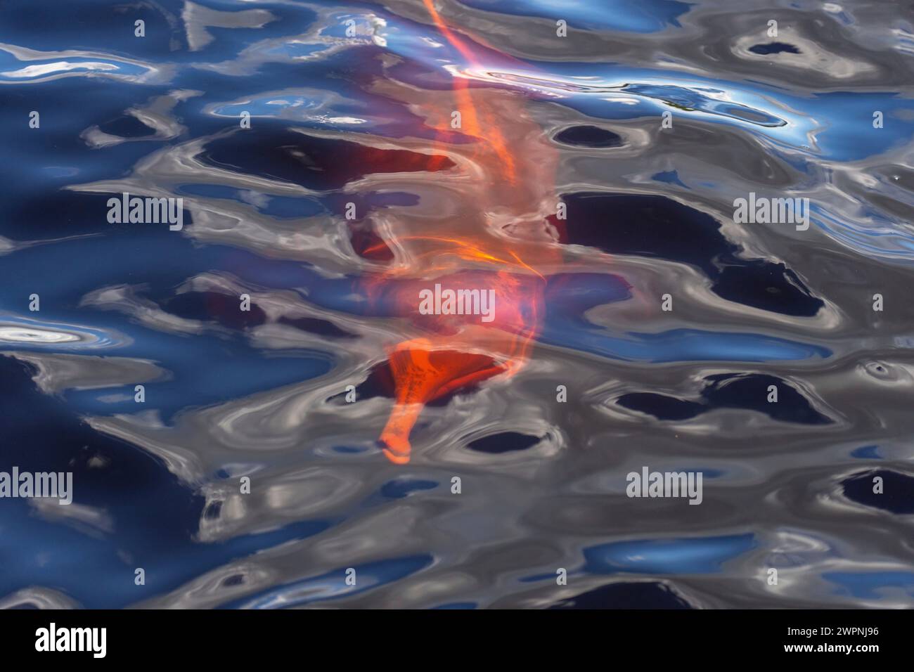 Pink dolphins in the amazon brazilian rainforest hi-res stock ...