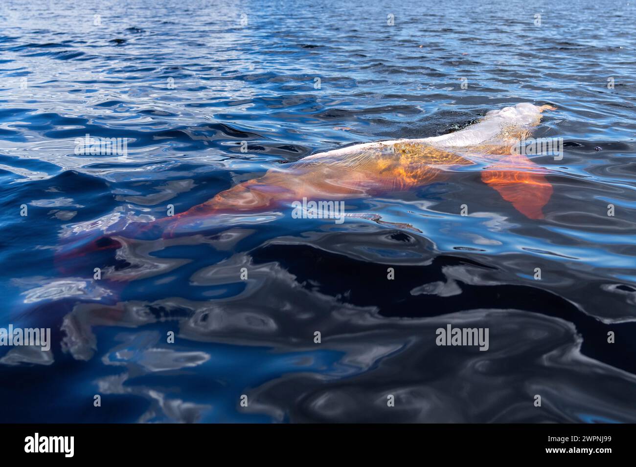 Pink dolphins in the Amazon - Brazilian rainforest, Cruising the Amazon ...