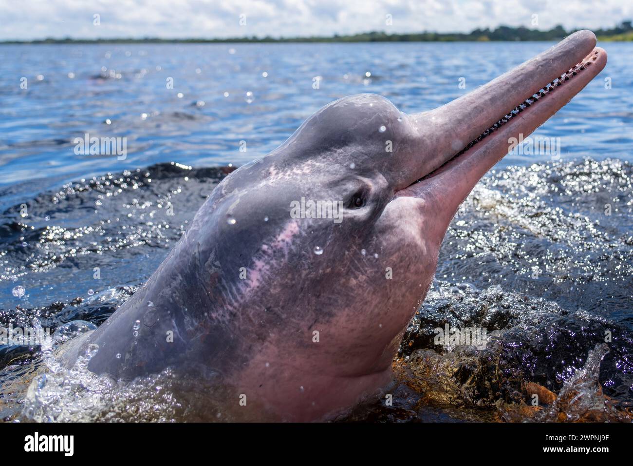Pink dolphins in the Amazon - Brazilian rainforest, Cruising the Amazon ...
