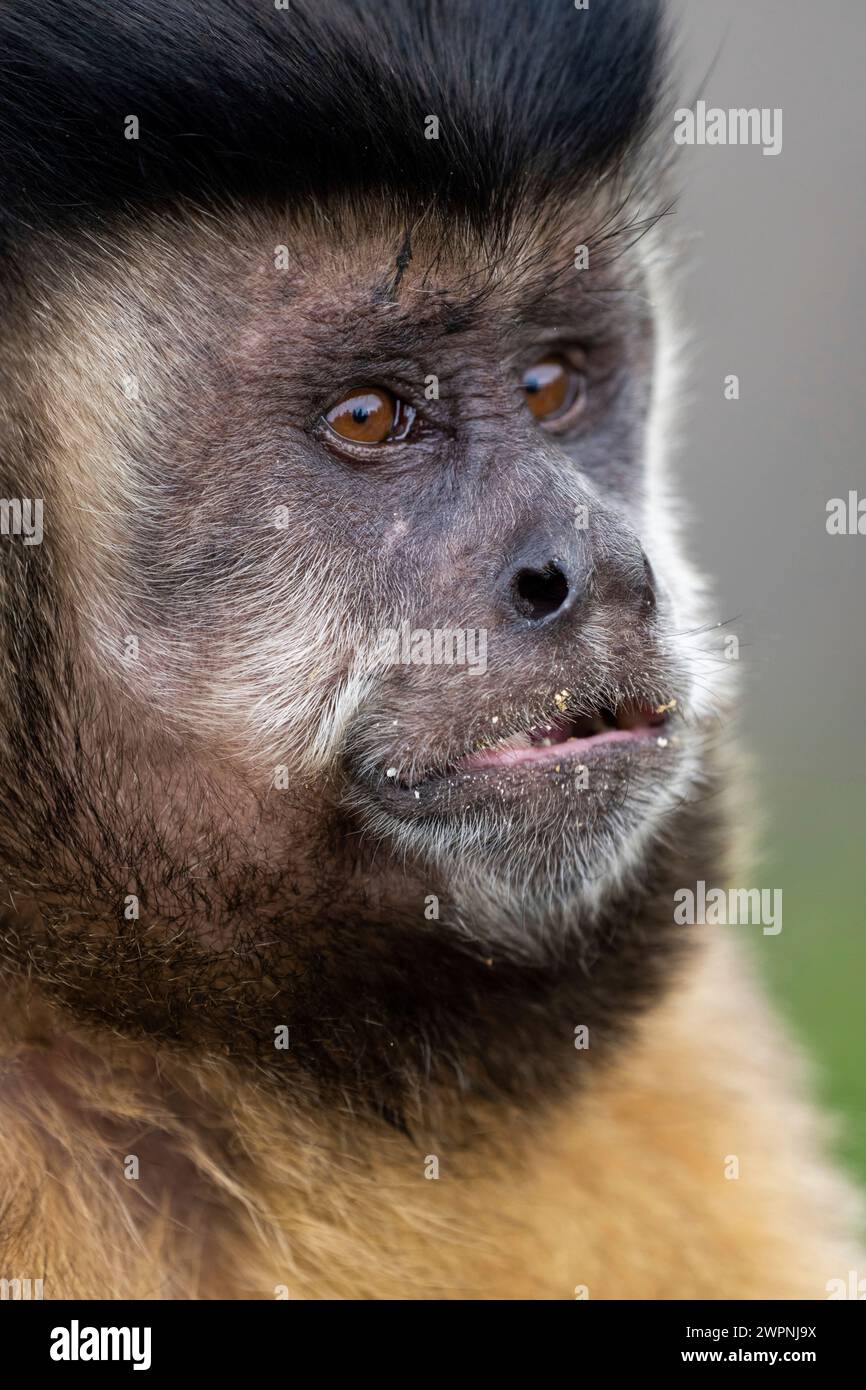 Monkey in Rio de Janeiro, Brazilian Rainforest, Cruising the Amazon by ...