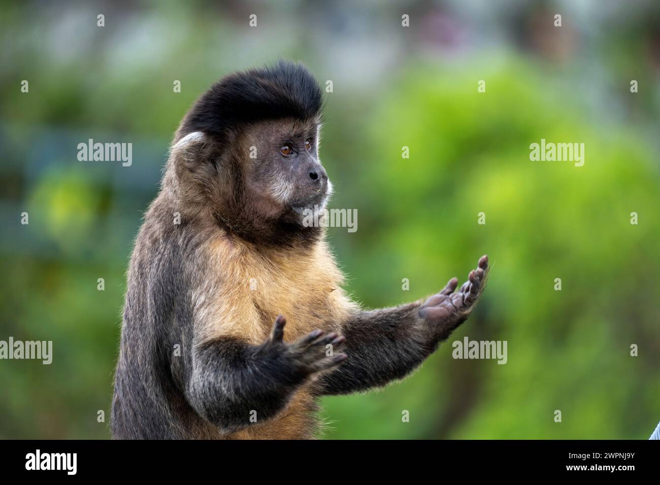 Monkey in Rio de Janeiro, Brazilian Rainforest, Cruising the Amazon by ...