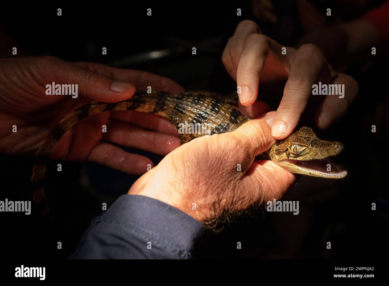 Baby Crocodile - Brazilian rainforest, Cruising the Amazon by boutique ...