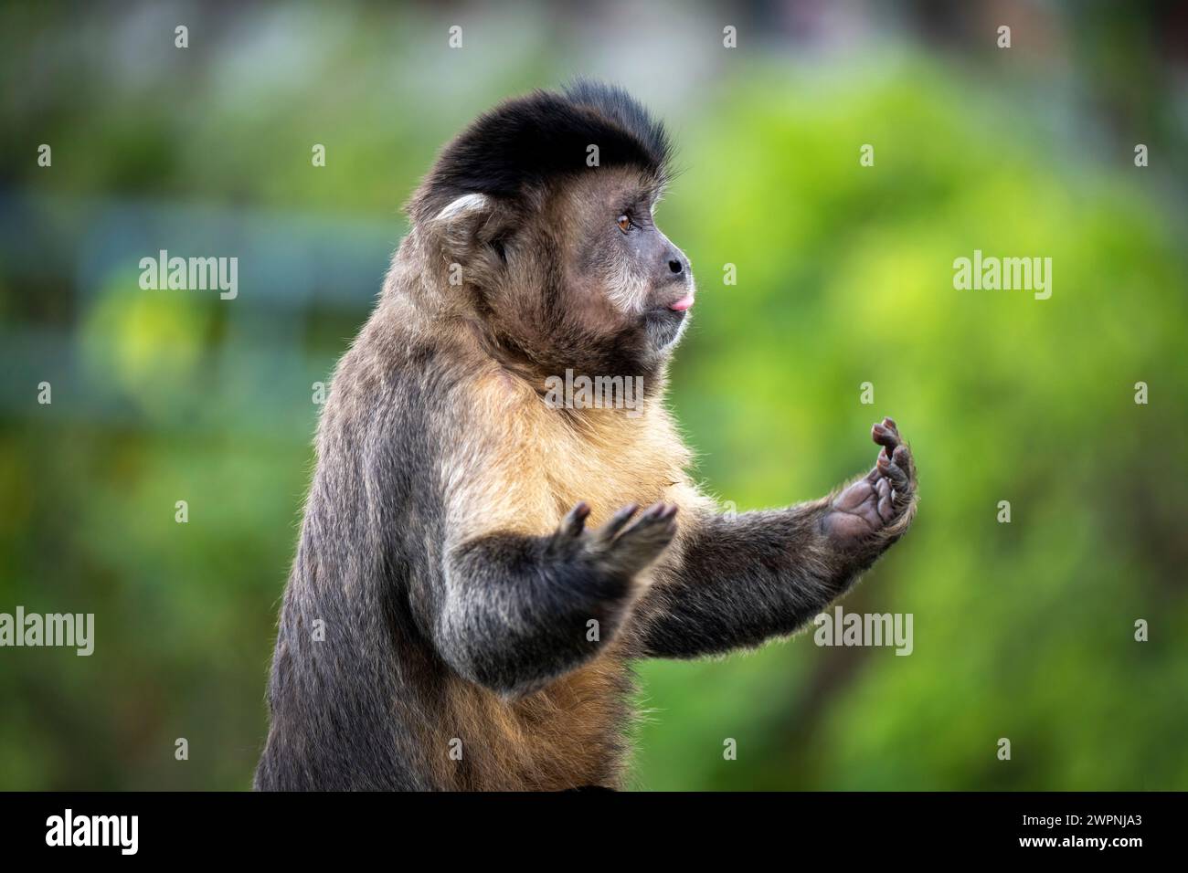 Monkey in Rio de Janeiro, Brazilian Rainforest, Cruising the Amazon by ...