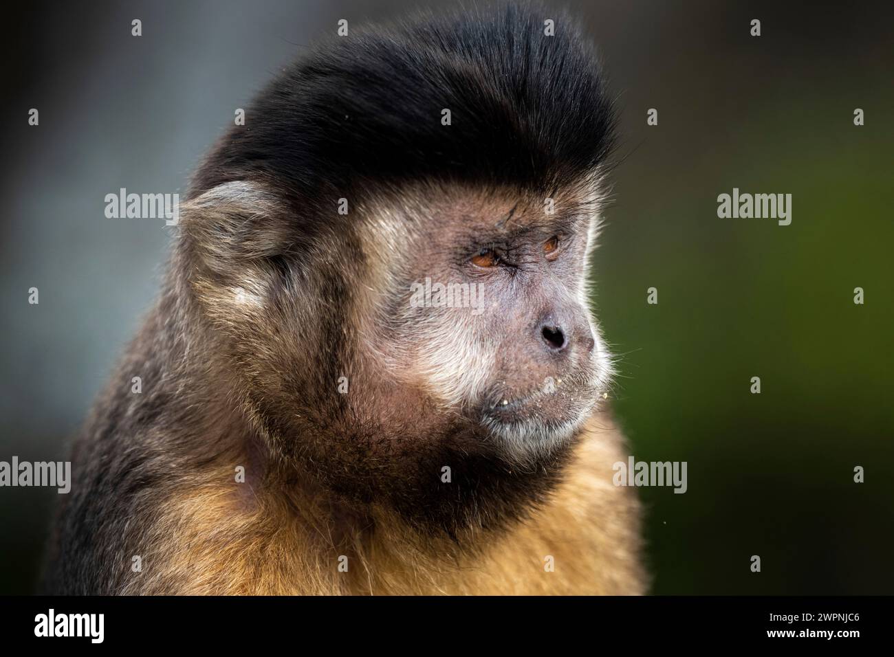 Monkey in Rio de Janeiro, Brazilian Rainforest, Cruising the Amazon by ...