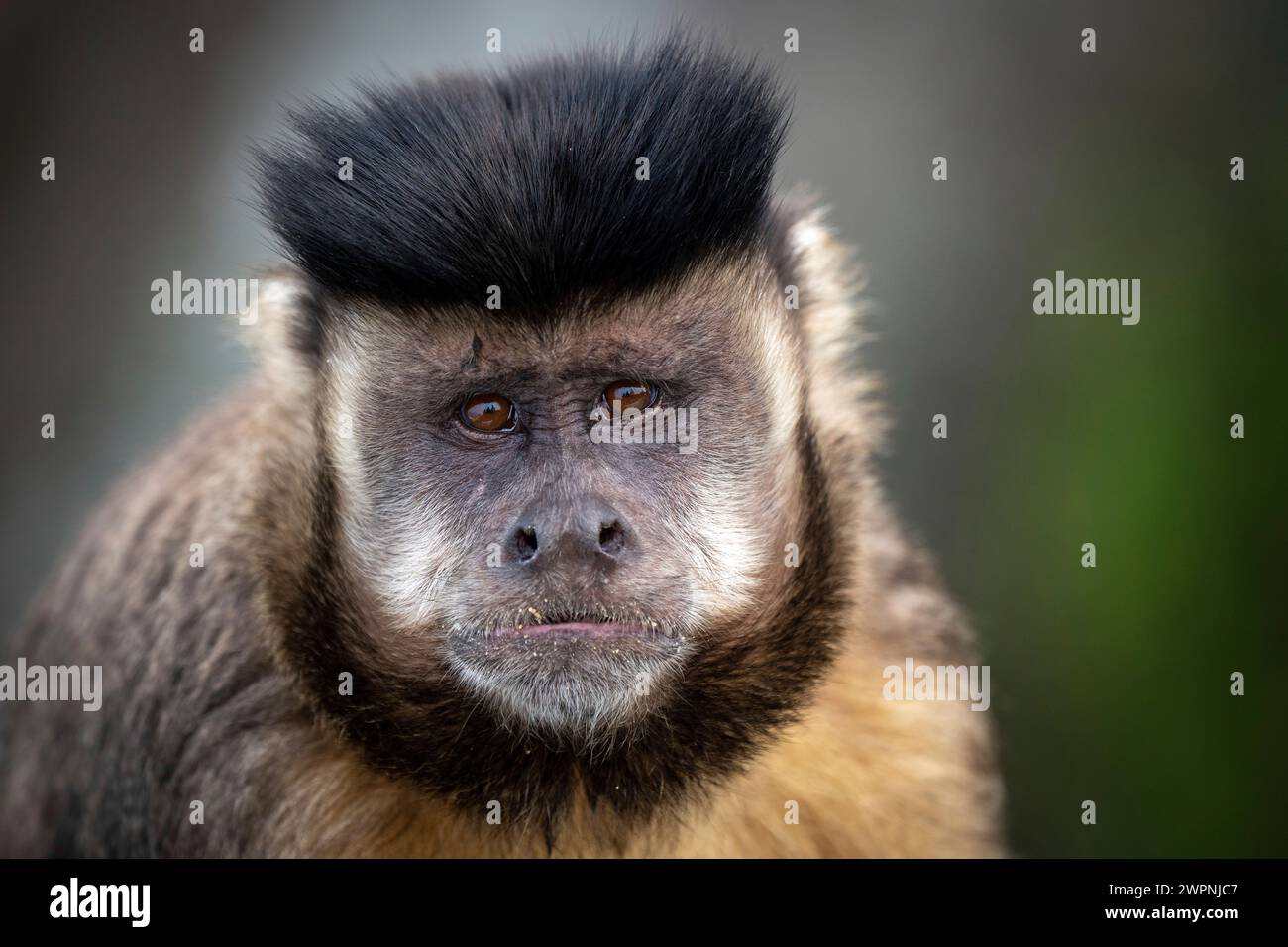 Monkey in Rio de Janeiro, Brazilian Rainforest, Cruising the Amazon by ...