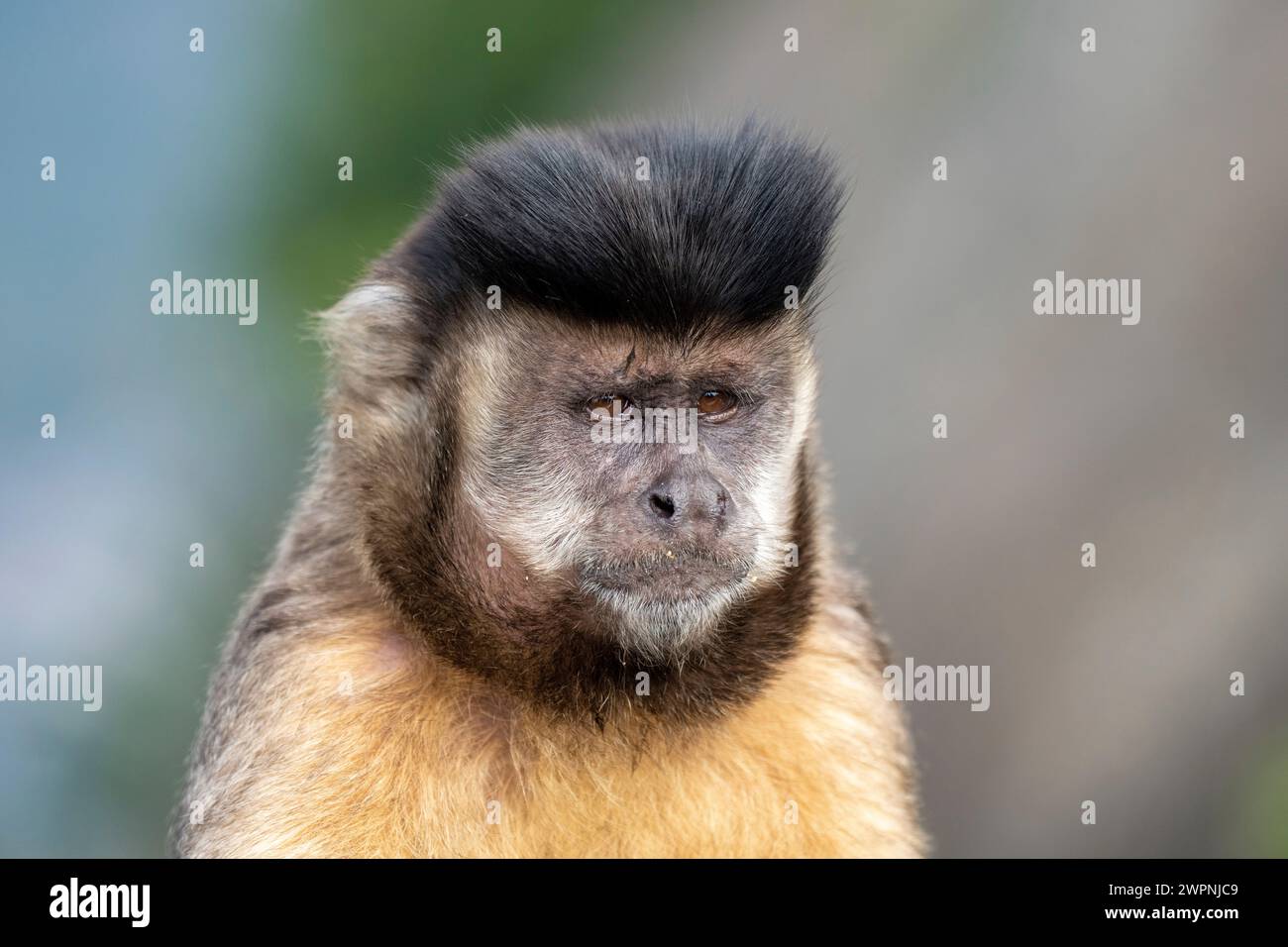 Monkey in Rio de Janeiro, Brazilian Rainforest, Cruising the Amazon by ...