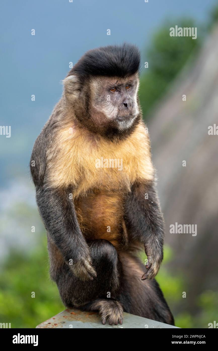 Monkey in Rio de Janeiro, Brazilian Rainforest, Cruising the Amazon by ...