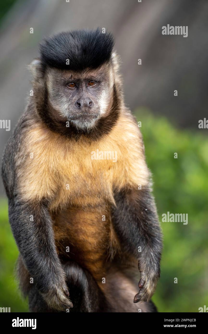 Monkey in Rio de Janeiro, Brazilian Rainforest, Cruising the Amazon by ...