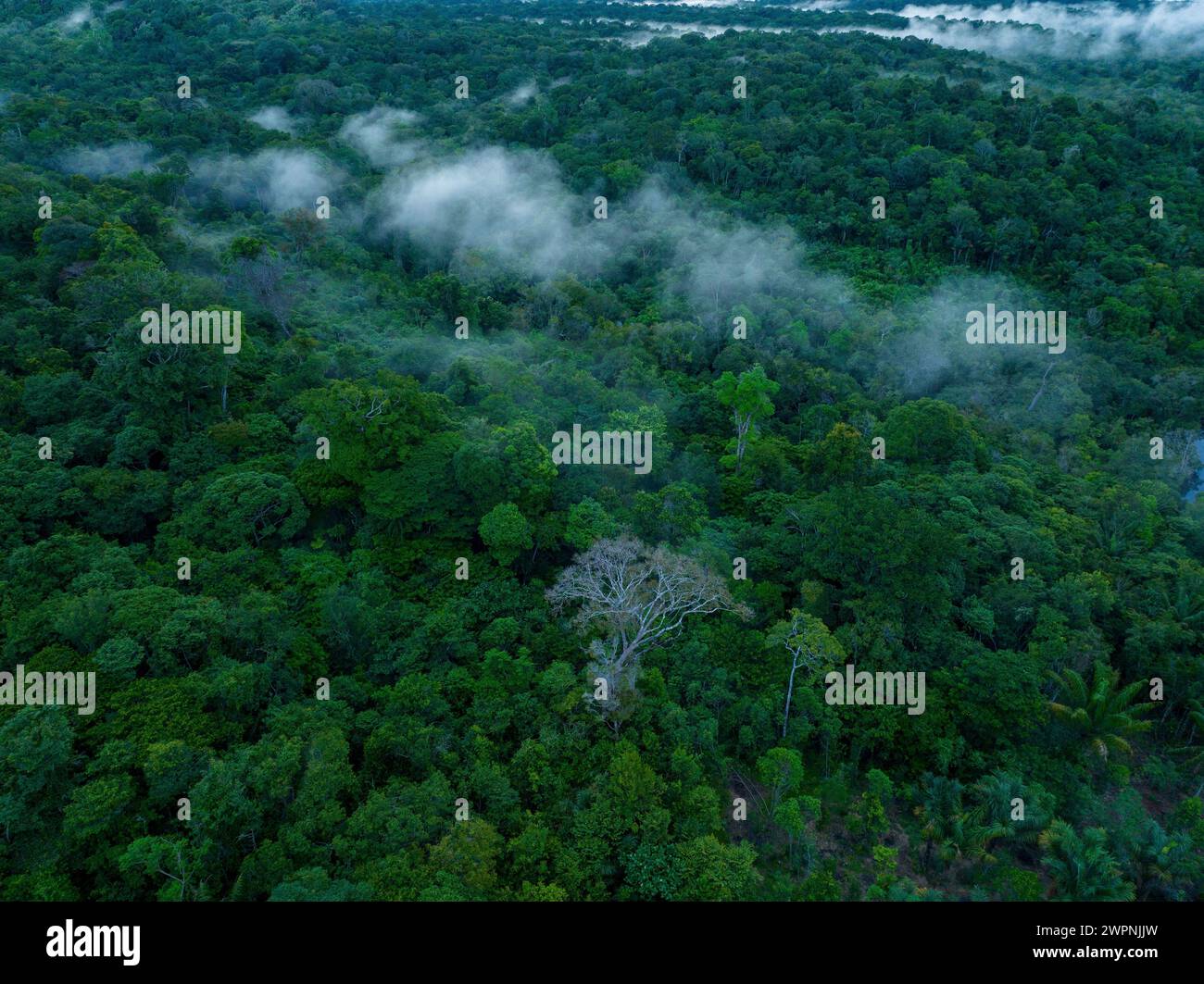 Amazon rainforest brazil river hi-res stock photography and images - Alamy