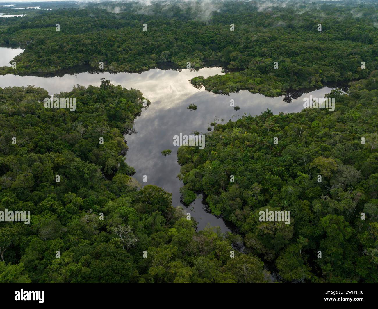 Brazilian rainforest, Amazon River, Brazil Stock Photo - Alamy