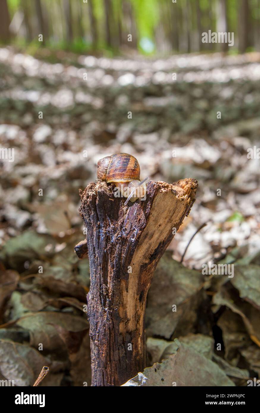 Garden snail crawling over trunk at poplar plantation. Ground view ...