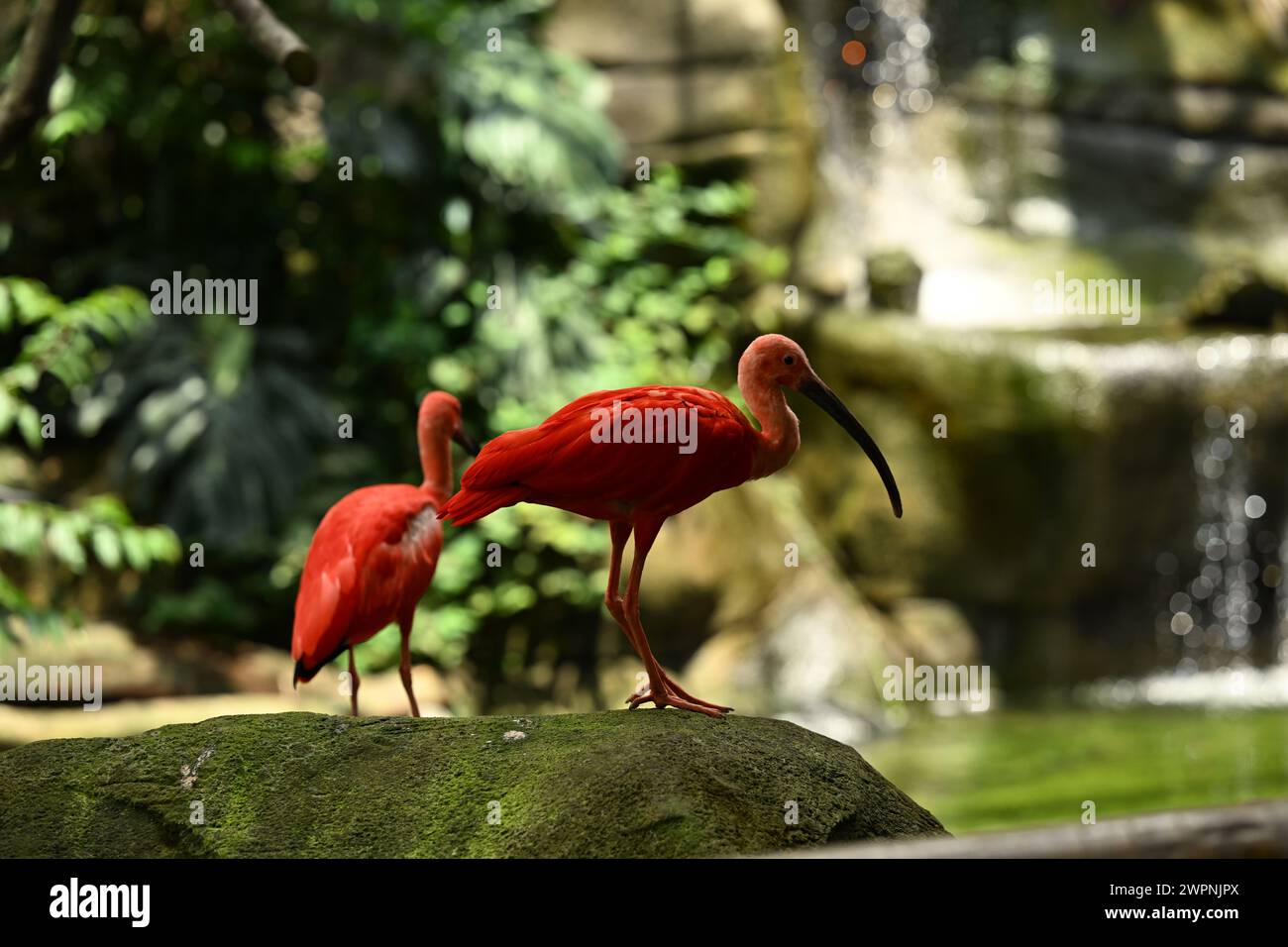 Pink ibis hi-res stock photography and images - Alamy