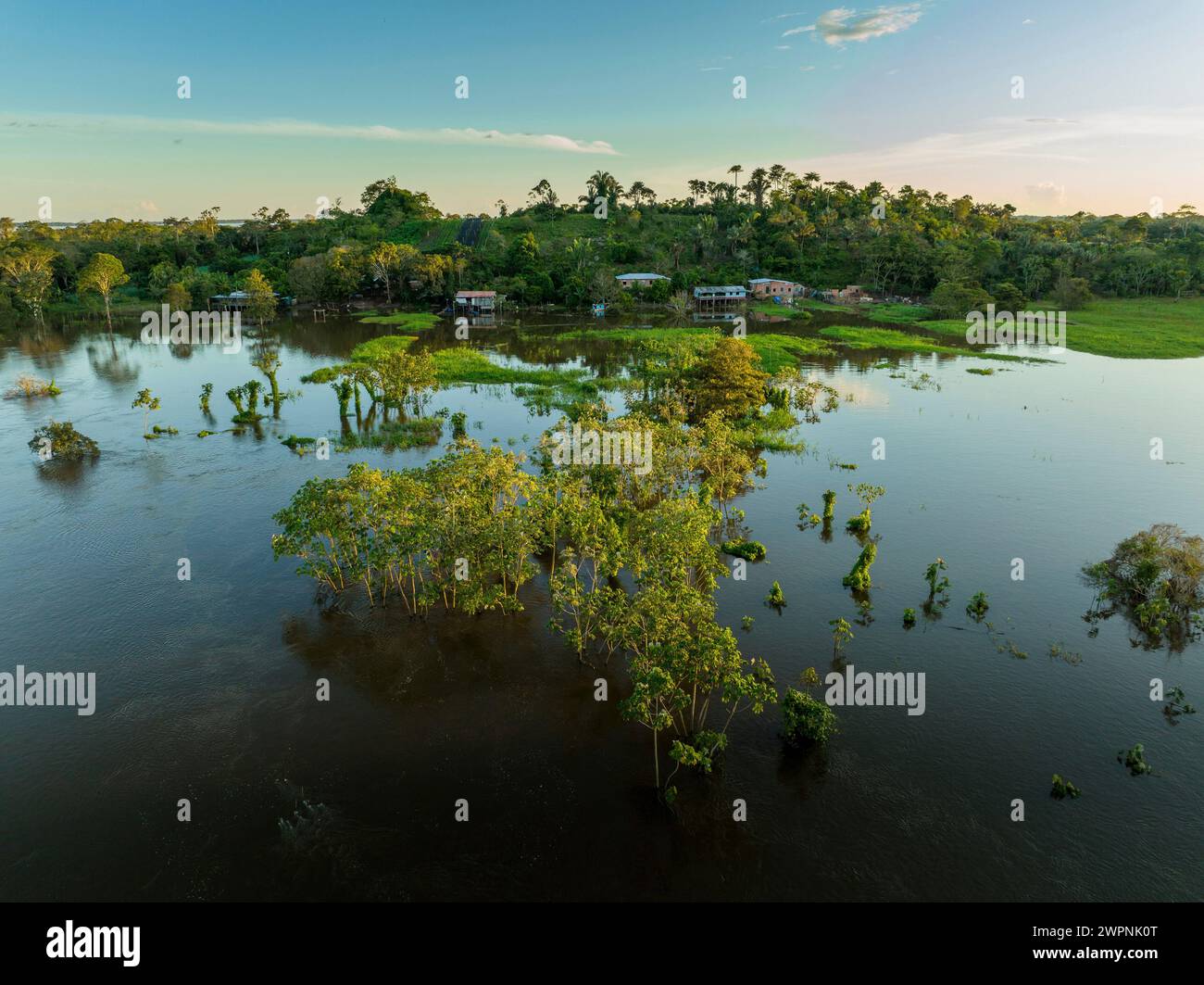 Amazon rainforest Brazil Stock Photo - Alamy