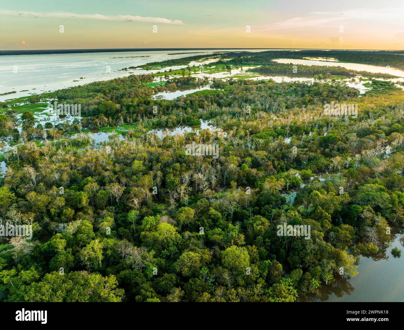 Amazon rainforest Brazil Stock Photo - Alamy
