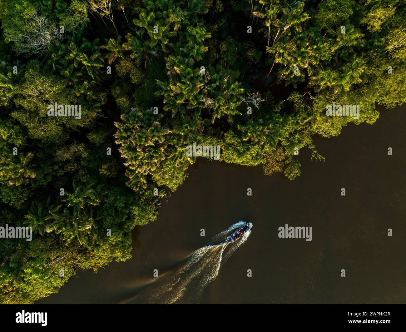 Amazon rainforest Brazil Stock Photo - Alamy