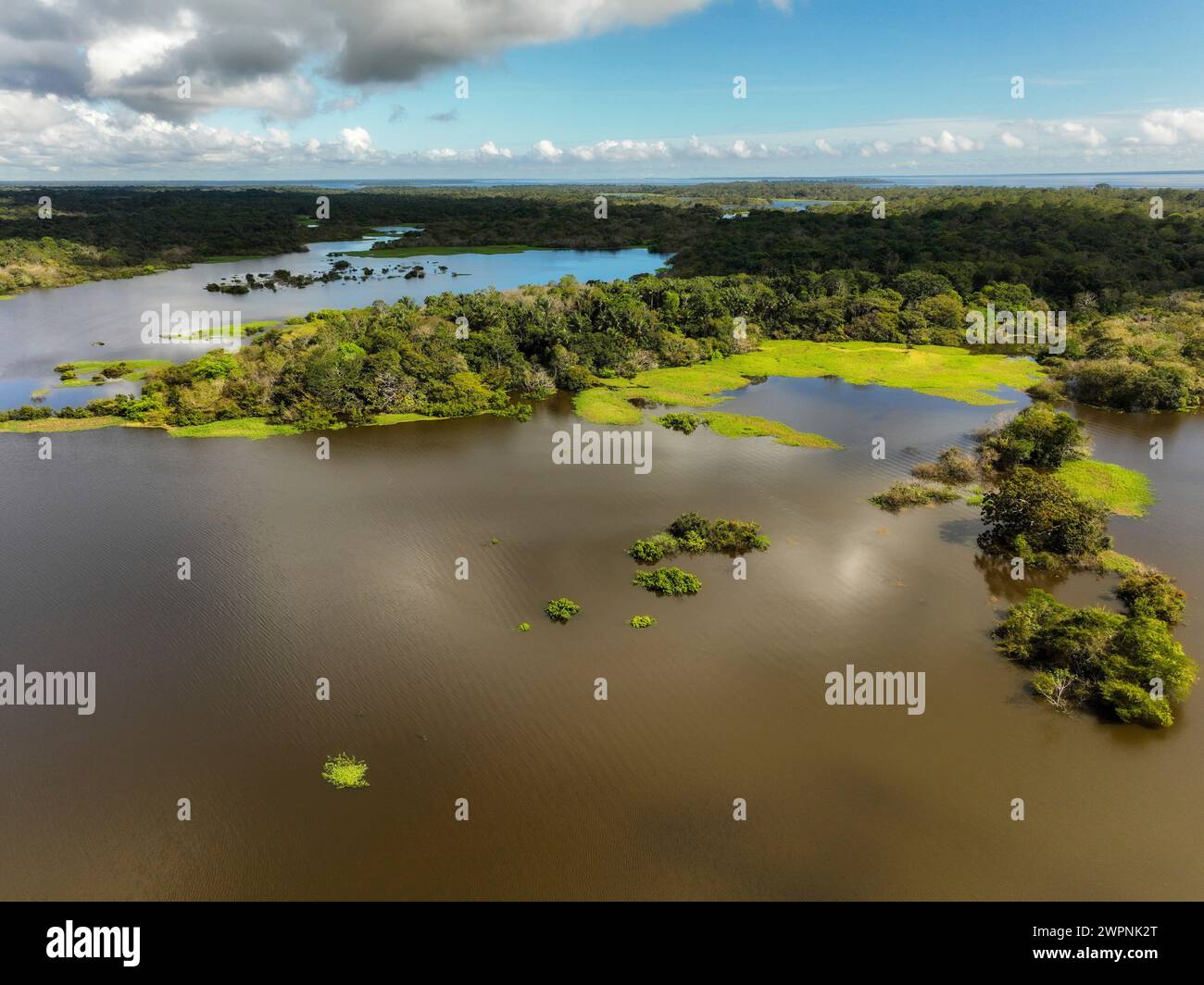 Amazon rainforest Brazil Stock Photo - Alamy