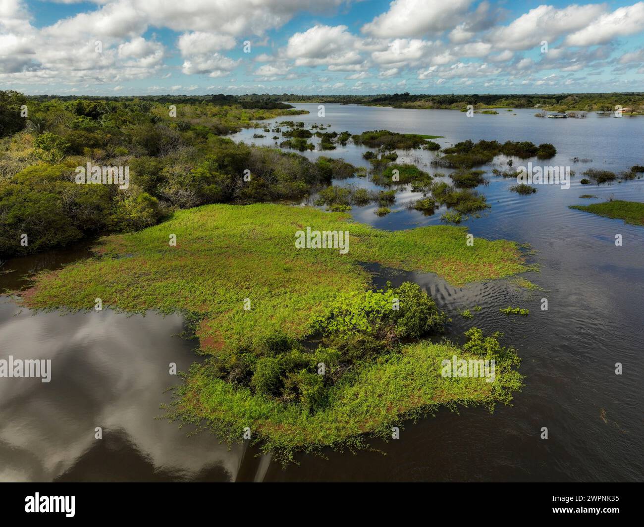 Amazon rainforest Brazil Stock Photo - Alamy