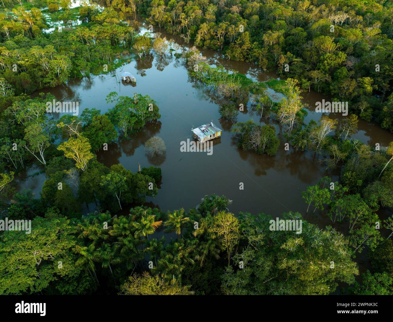 Amazon rainforest Brazil Stock Photo - Alamy