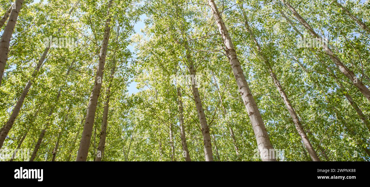 Poplar plantation on springtime. Poplar biomass production concept ...