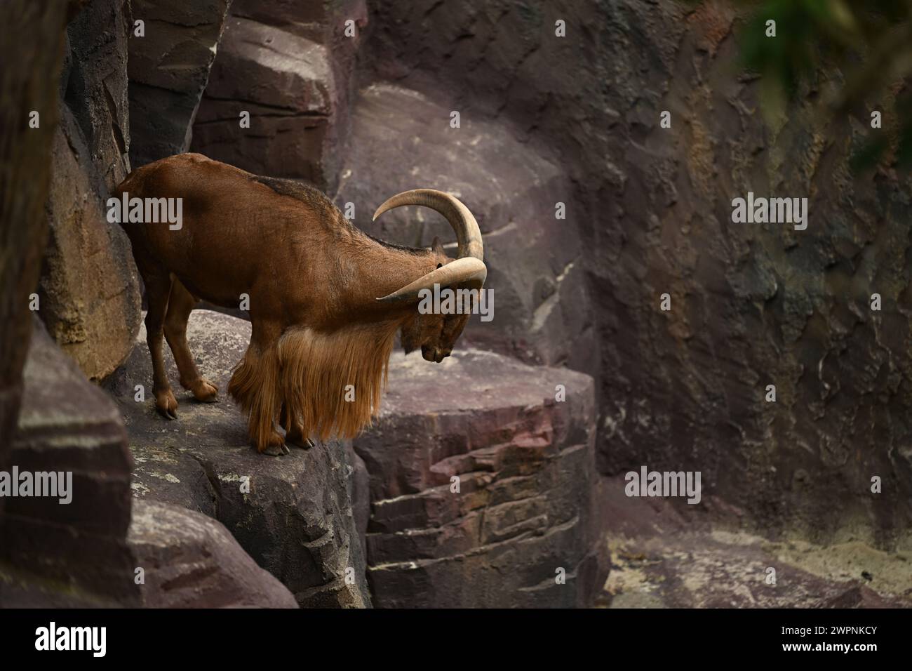 Natural closeup on adult hi-res stock photography and images - Alamy