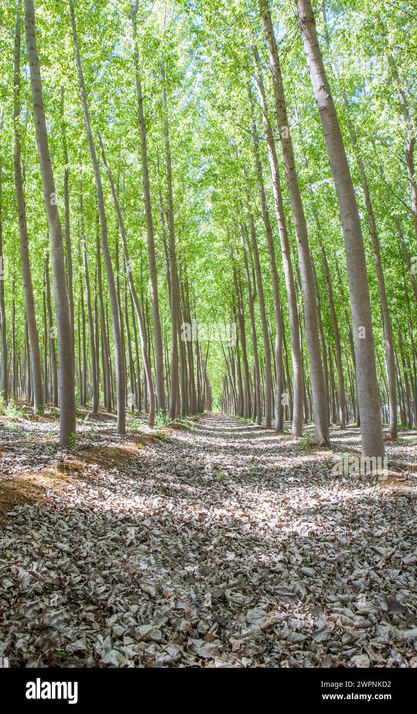 Poplar biomass production hi-res stock photography and images - Alamy