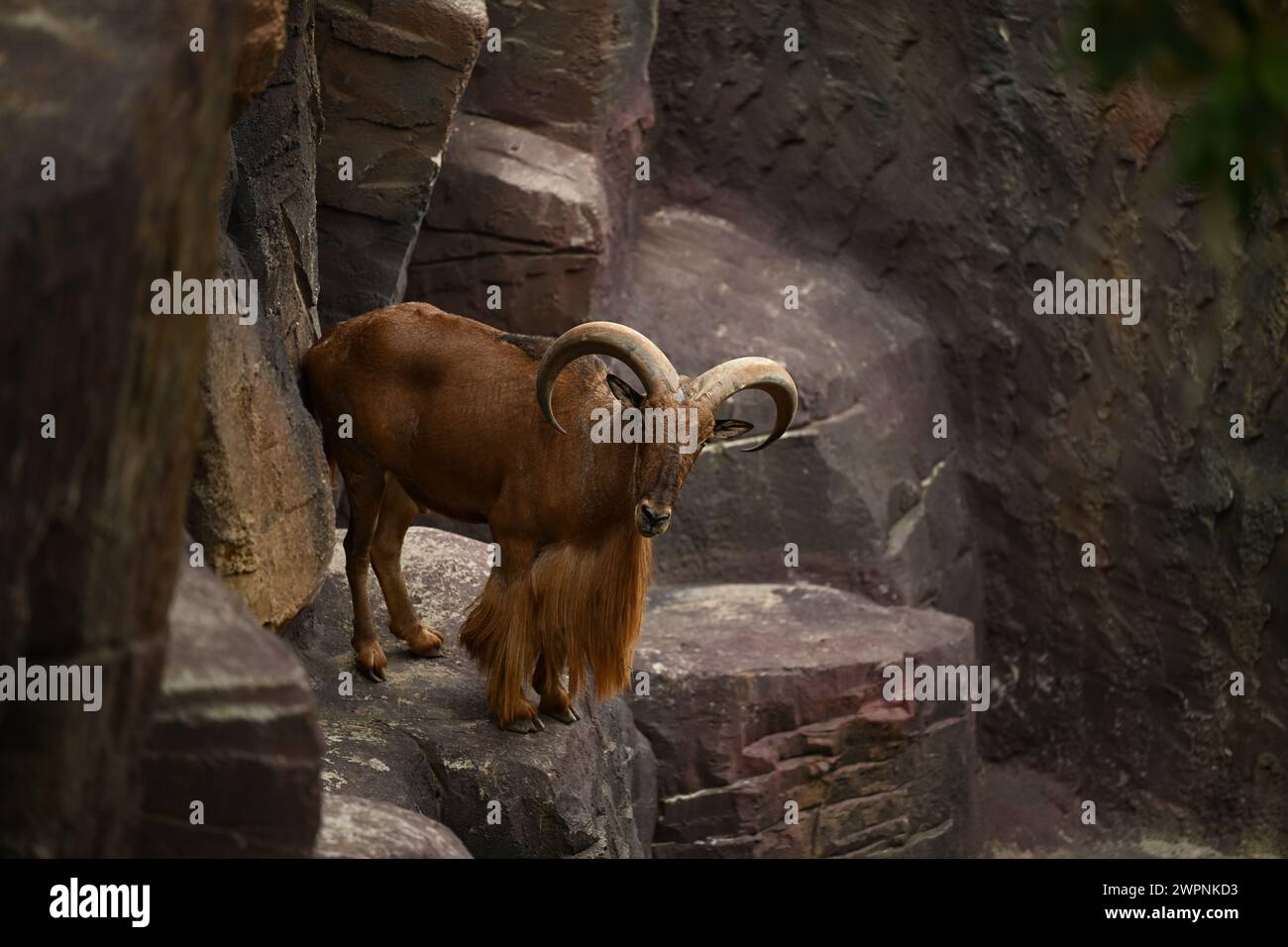 Natural closeup on adult hi-res stock photography and images - Alamy