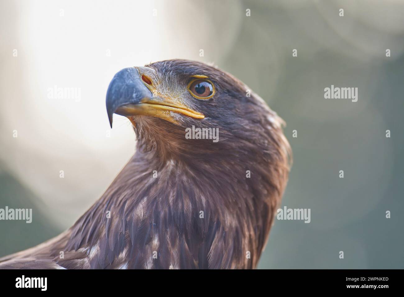 European golden eagle (Aquila chrysaetos), portrait, eye, beak Stock ...