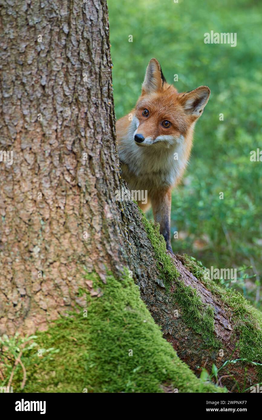 Red fox (Vulpes vulpes), forest, tree trunk, curious, shy Stock Photo ...