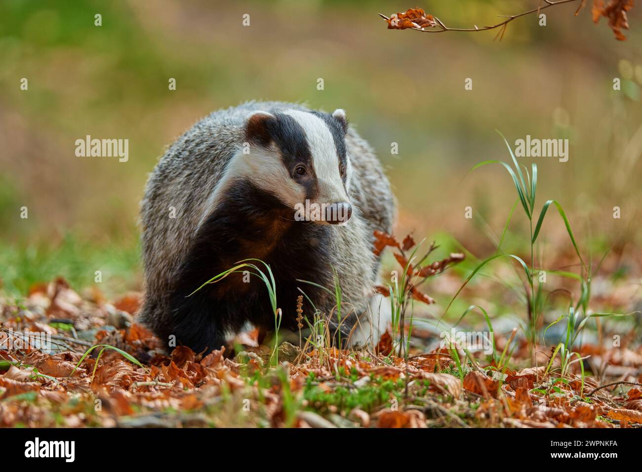 European badger (Meles meles), forest floor, foraging, fall Stock Photo ...