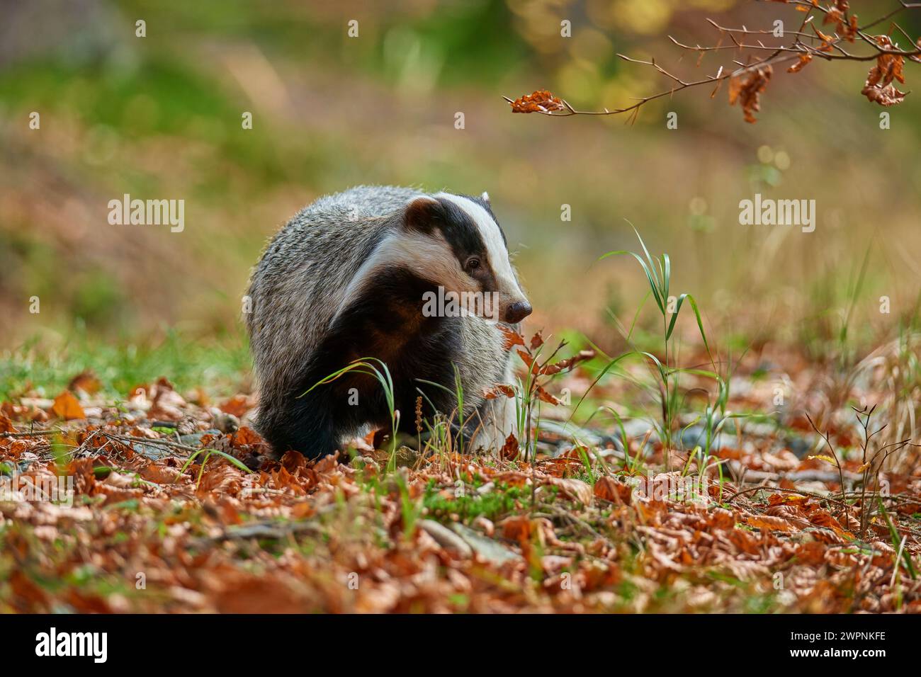 Fall forage hi-res stock photography and images - Alamy