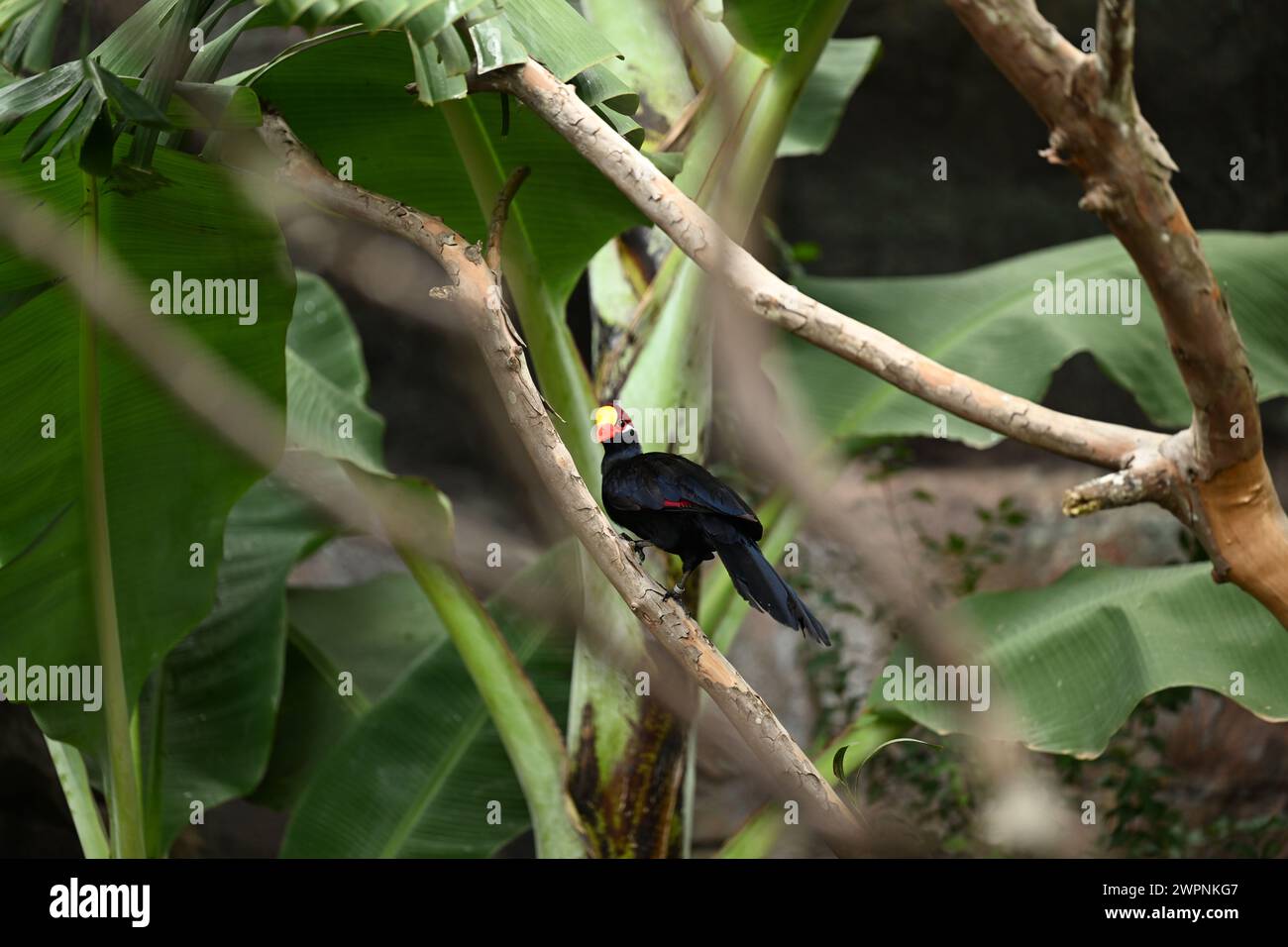 Turaco violeta, igualmente chamado comedor violaceous do banana-da ...
