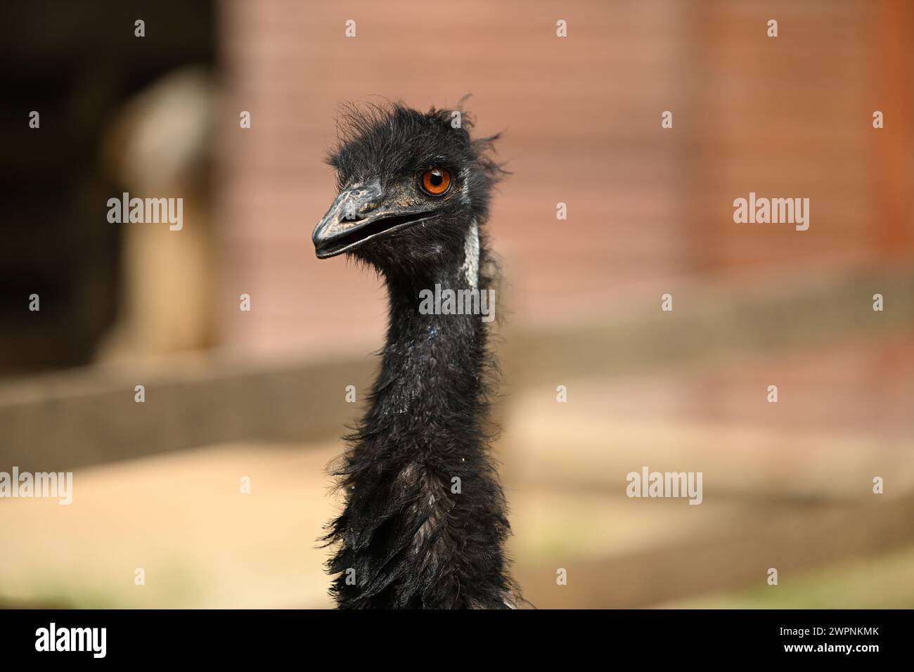 Emu closeup hi-res stock photography and images - Alamy