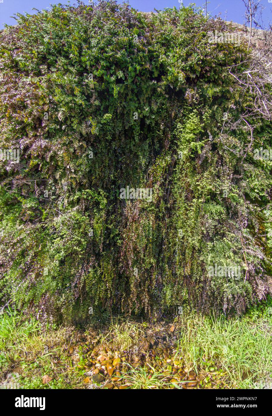 Adiantum capillus-veneris, or Southern maidenhair fern, growing in the ...