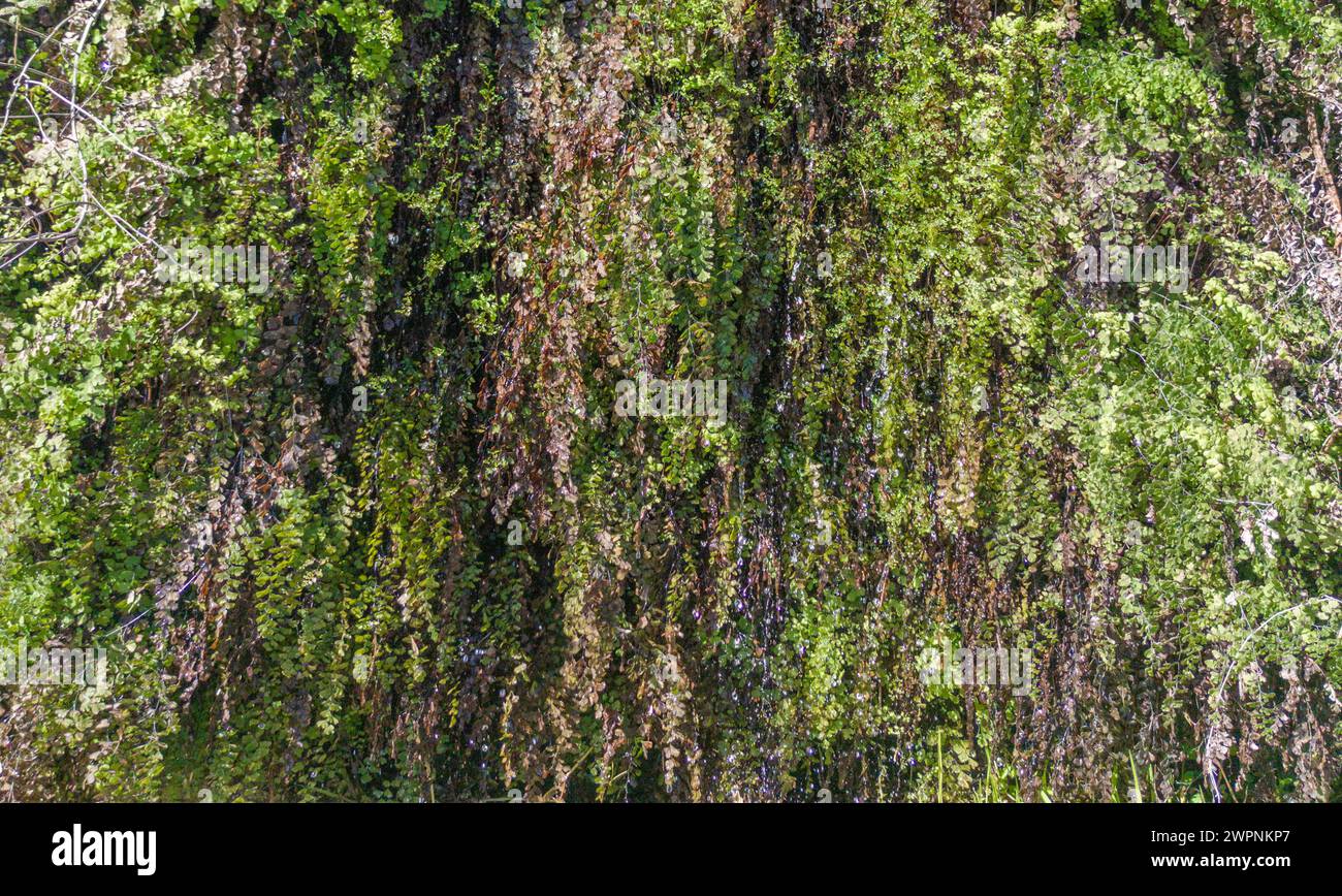 Adiantum capillus-veneris, or Southern maidenhair fern, growing in the ...