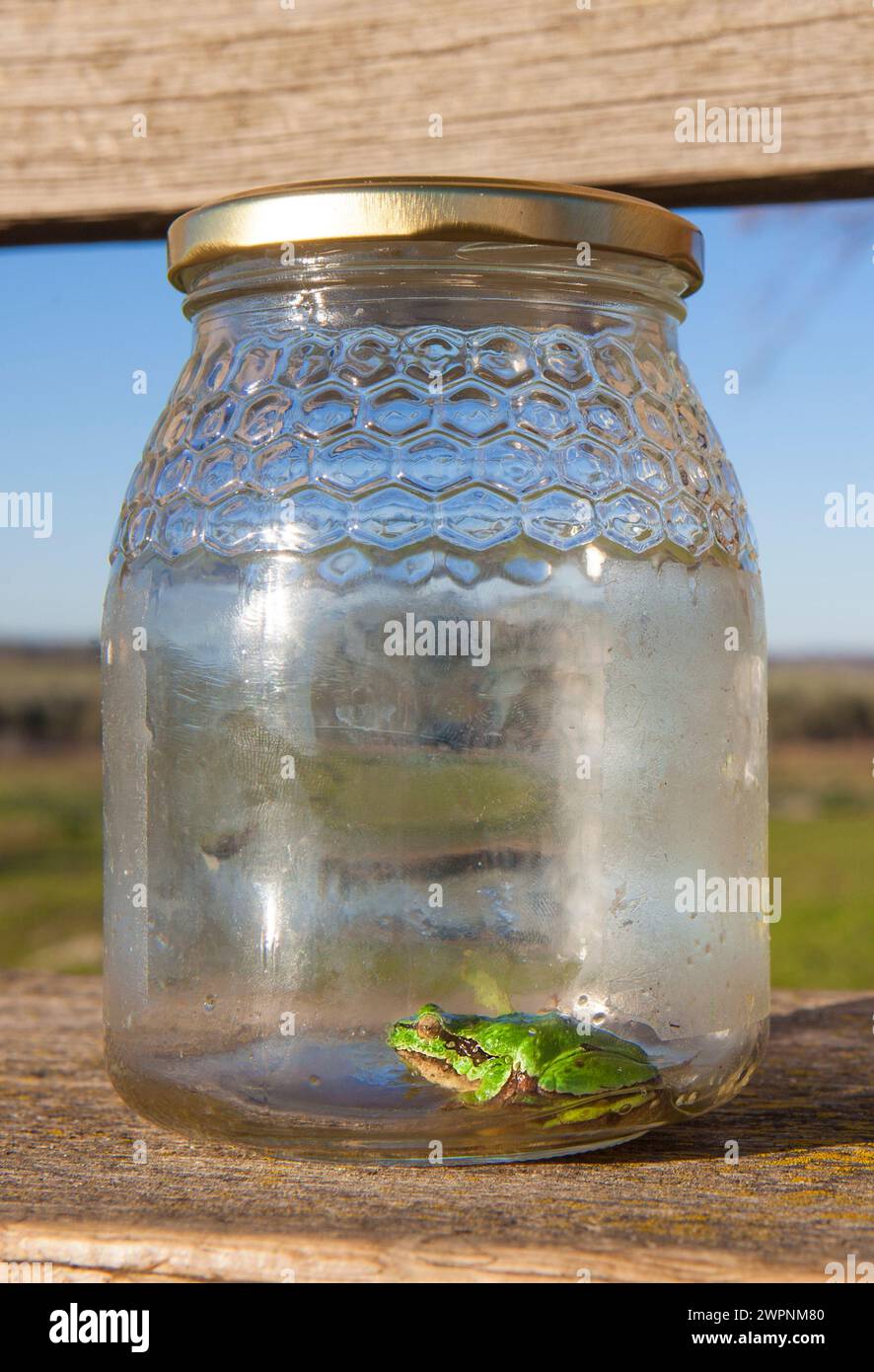 Little frog trapped in a glass jar. Childrens pranks in nature concept ...