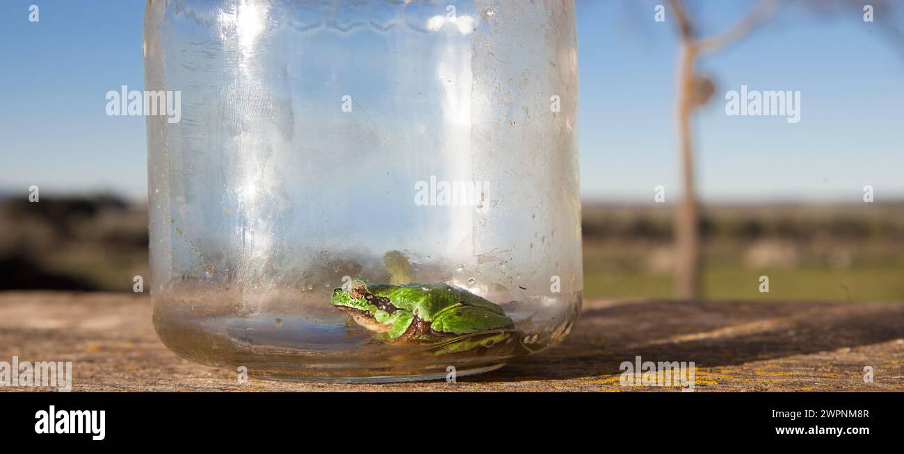 Little frog trapped in a glass jar. Childrens pranks in nature concept ...