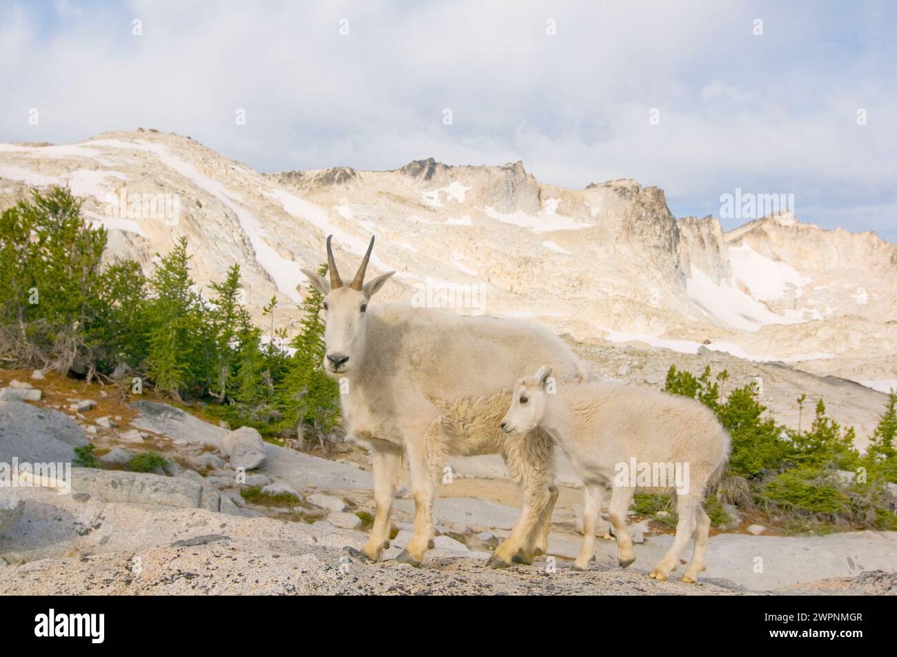 Mountain goats Oreamnos americanus in the Enchantments Alpine Lakes ...