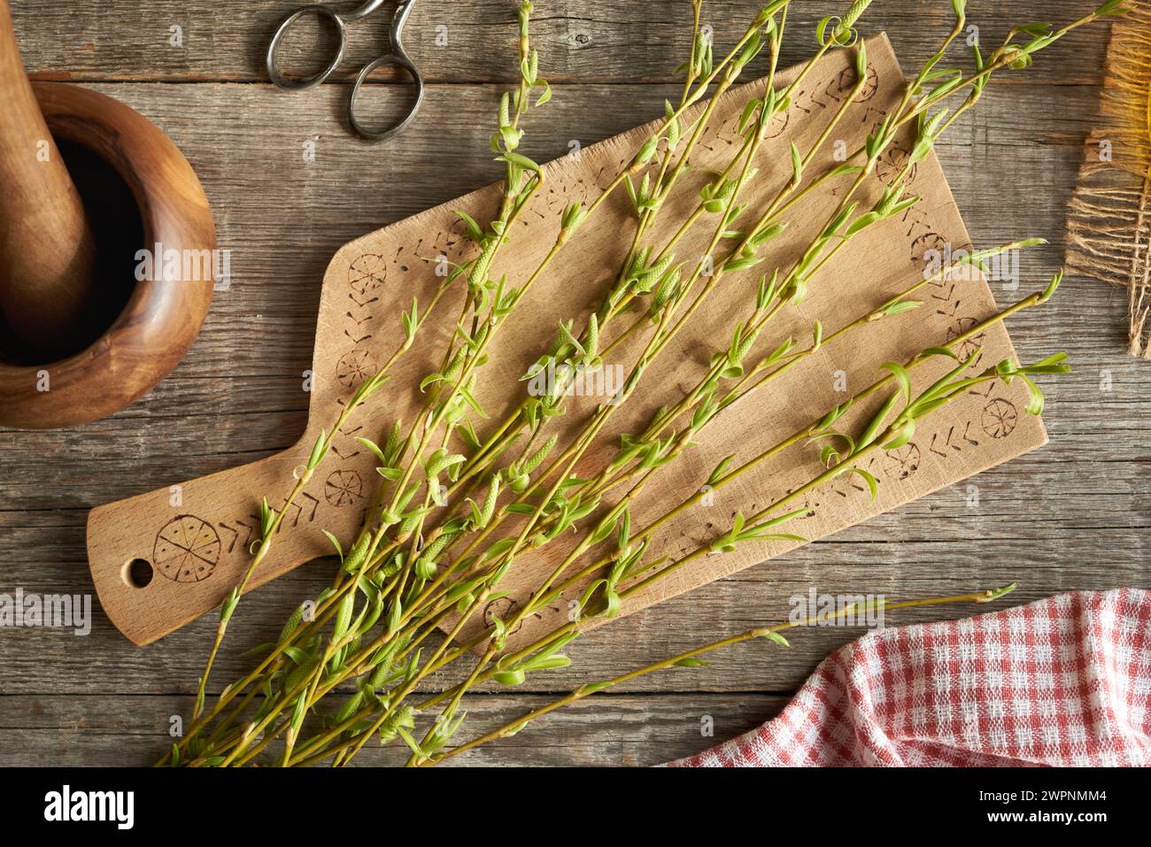 Fresh willow branches with buds and very young leaves harvested in ...