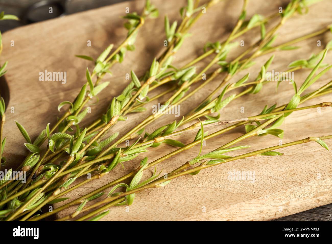 Young willow branches with very young leaves and buds collected in ...