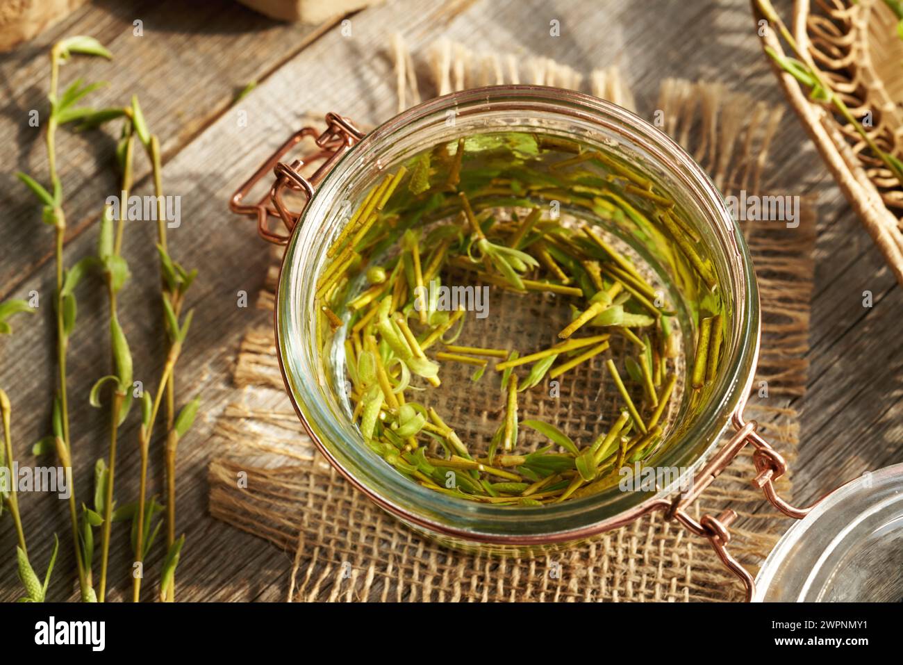 Preparation of gemmotherapeutic herbal tincture from fresh willow buds ...