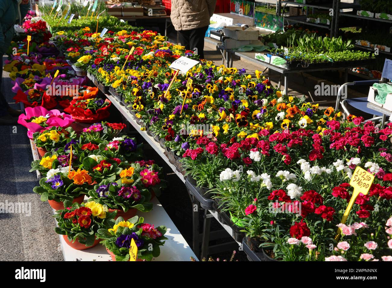 multitude of vibrant flower varieties in full bloom at an outdoor ...