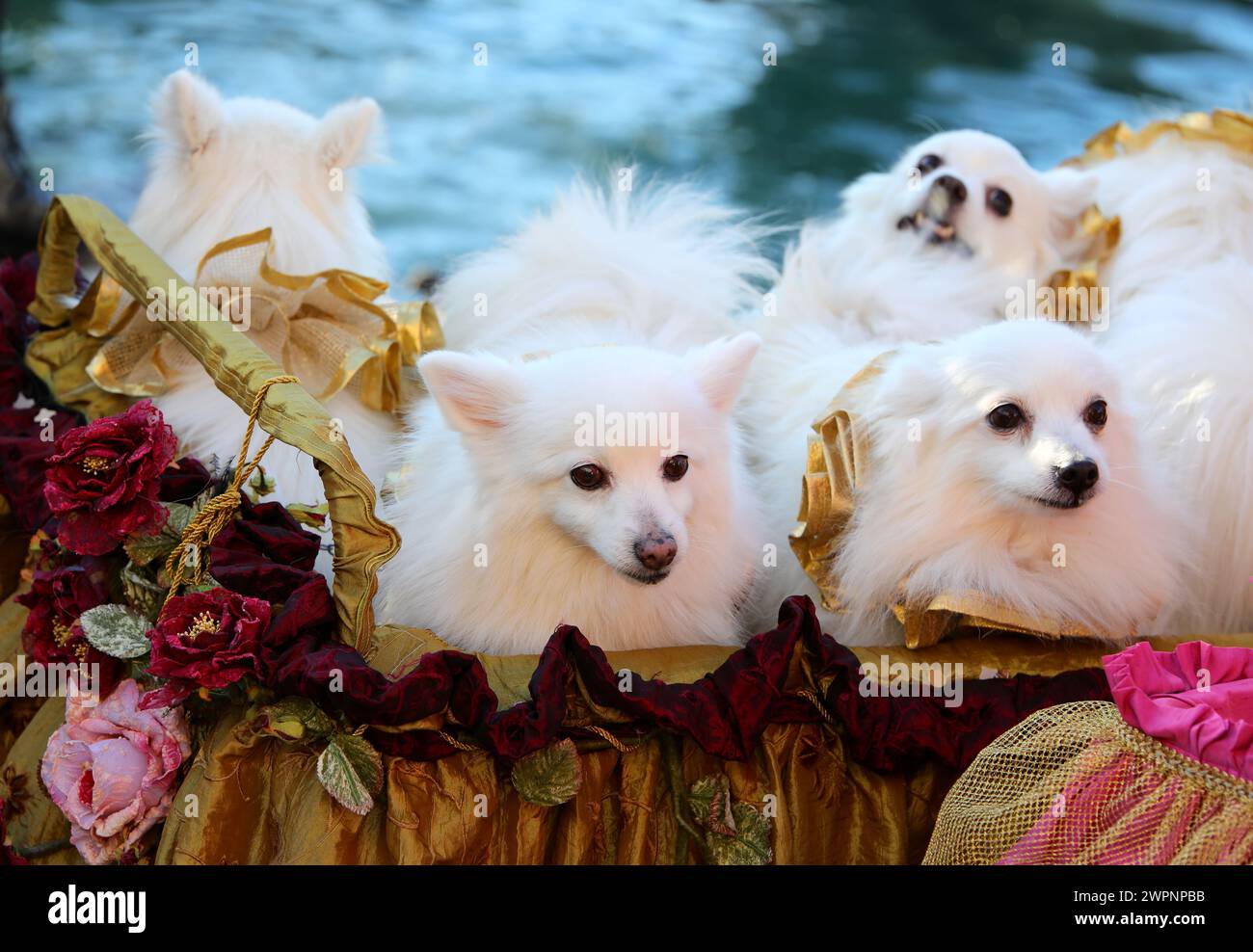 litter of white Volpino Italiano puppies also called in a kennel during ...