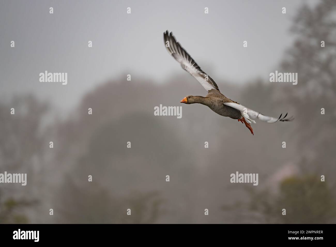 Clumsy goose hi-res stock photography and images - Alamy