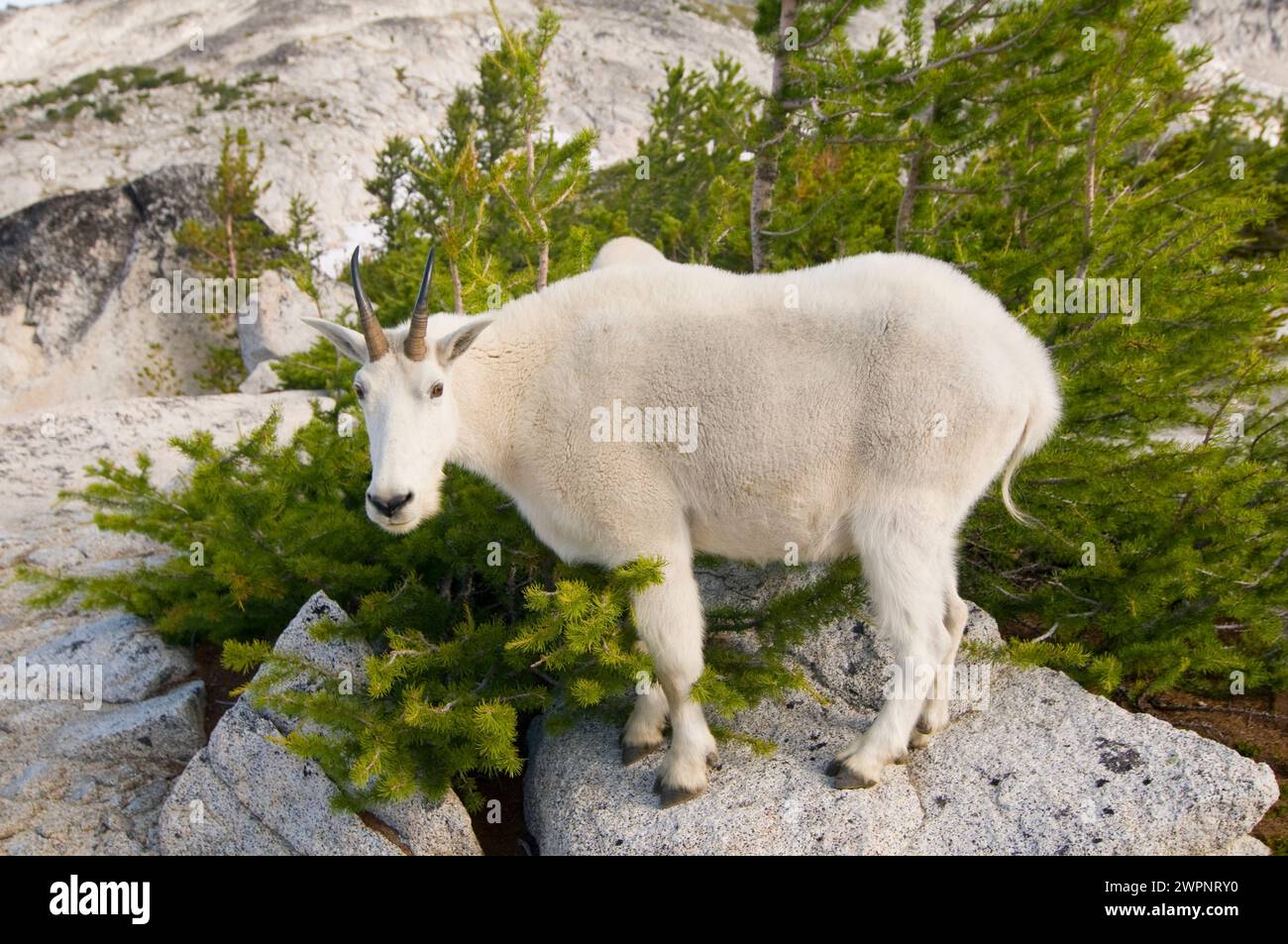 Goat rocks wilderness, lake hi-res stock photography and images - Alamy