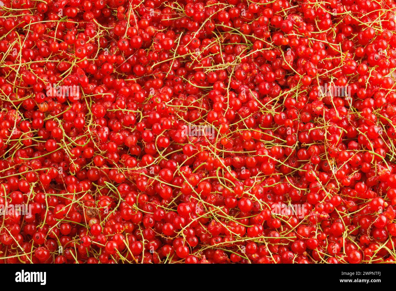 full-frame background and texture of red currants pile in high angle ...