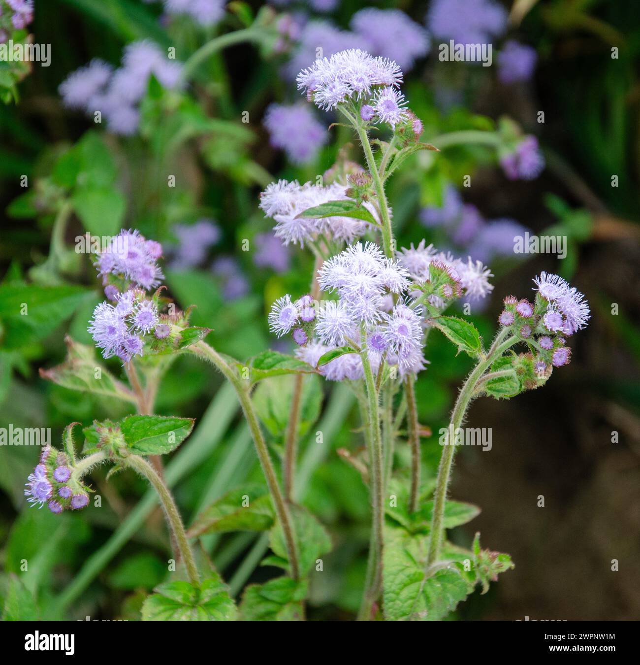 blue stunning flowers , this blue beautiful flower is shot in Indian ...