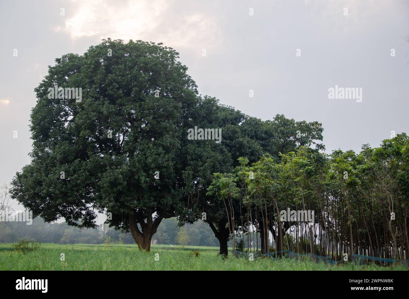 Banyan tree india village hi-res stock photography and images - Alamy