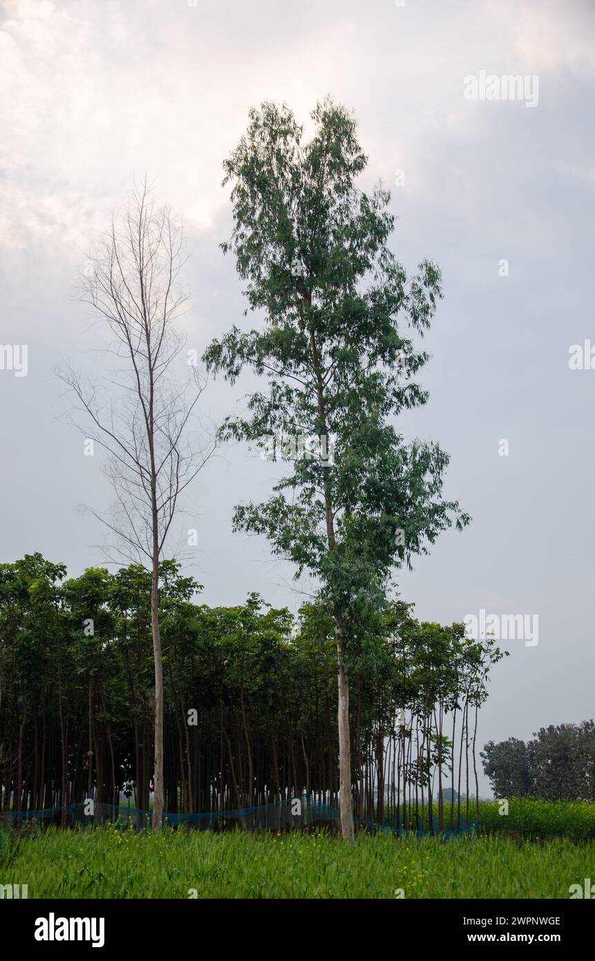 One dry and green tree Stock Photo - Alamy