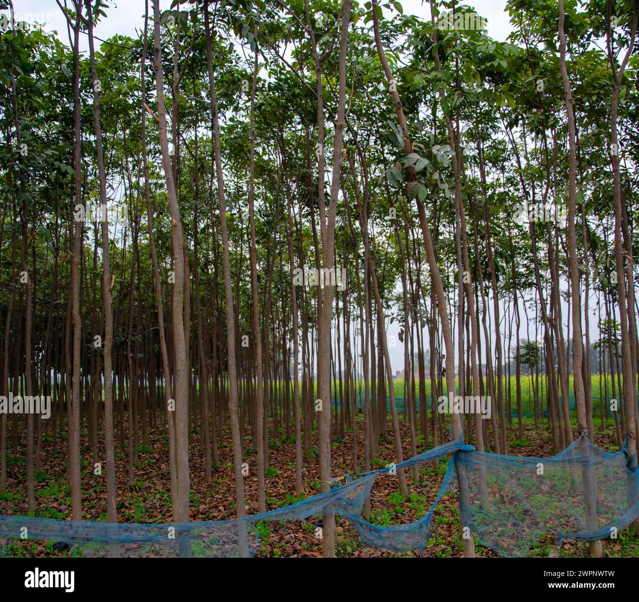 Column tree hi-res stock photography and images - Alamy